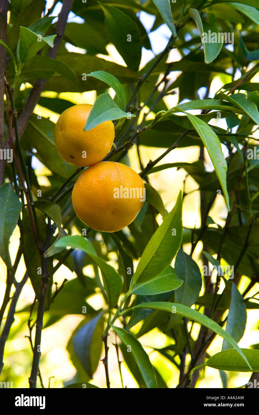 Lemon tree Italy Stock Photo - Alamy