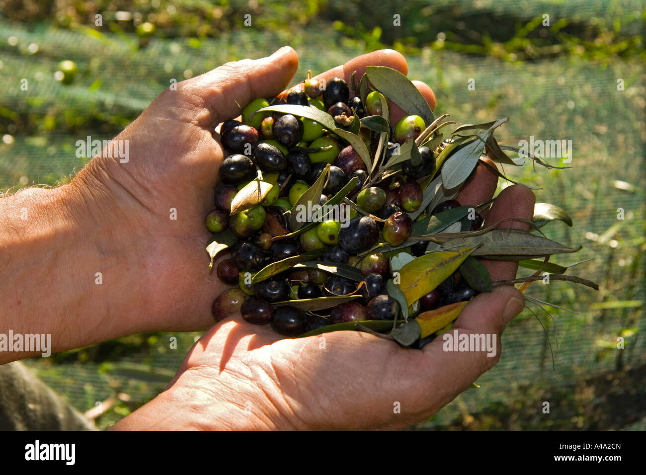 Olive harvest Ligury Italy Stock Photo - Alamy