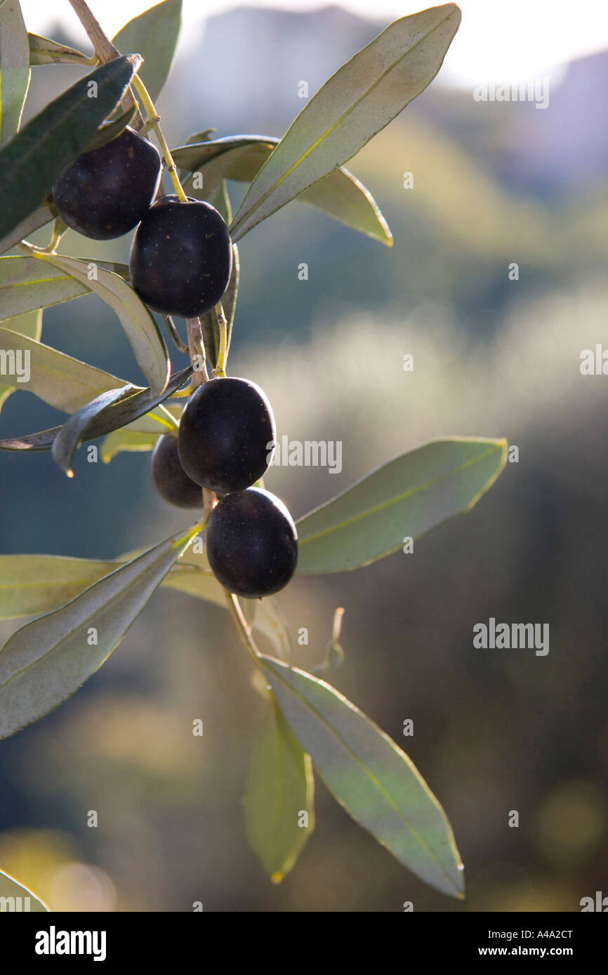 Olives Italian Riviera Ligury Italy Stock Photo - Alamy