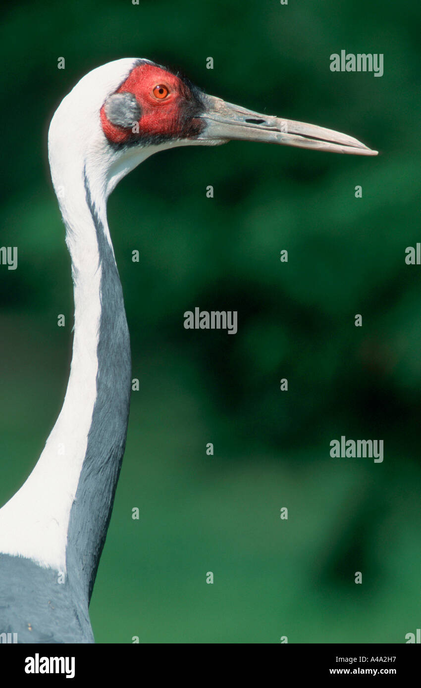 White naped crane grus vipio adult hi-res stock photography and images ...