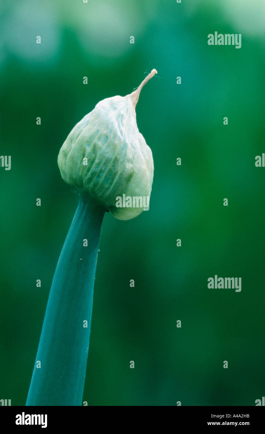 Welsh onion spring onion hi-res stock photography and images - Alamy