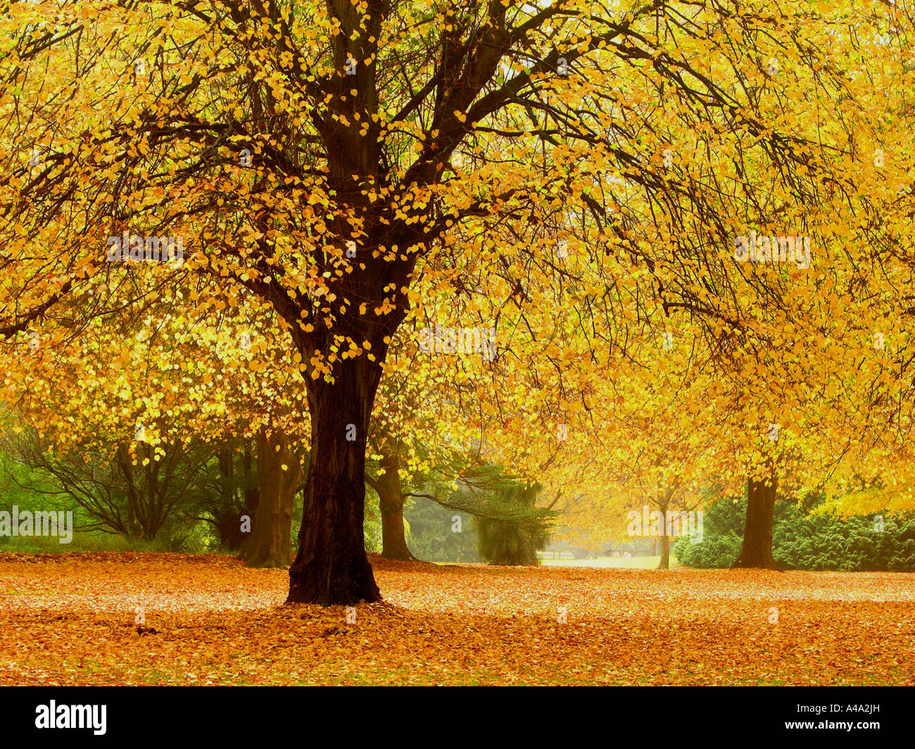 Broad leaved tree zealand hi-res stock photography and images - Alamy