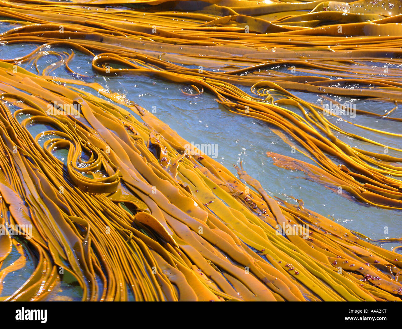 detail of seaweed, New Zealand Stock Photo - Alamy