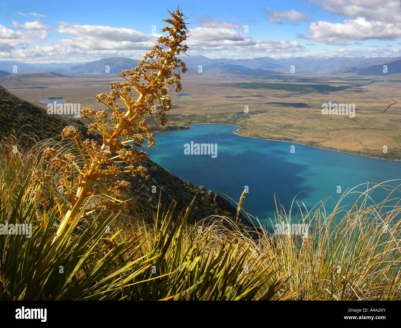 Lake Ohau, New Zealand Stock Photo - Alamy