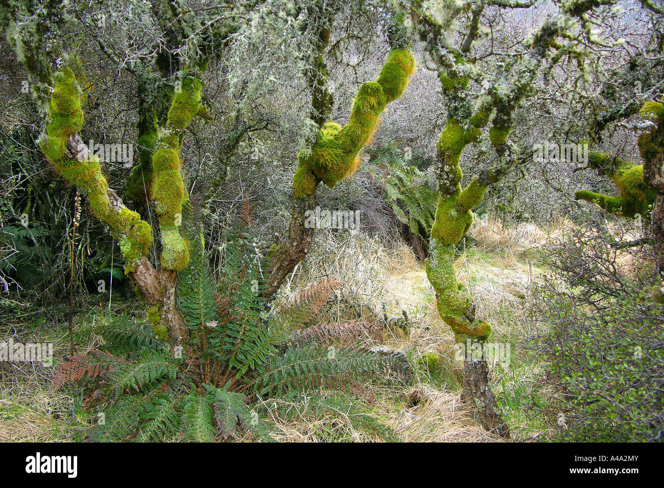 mossy trees, New Zealand, Mt. Cook Nationalpark Stock Photo - Alamy