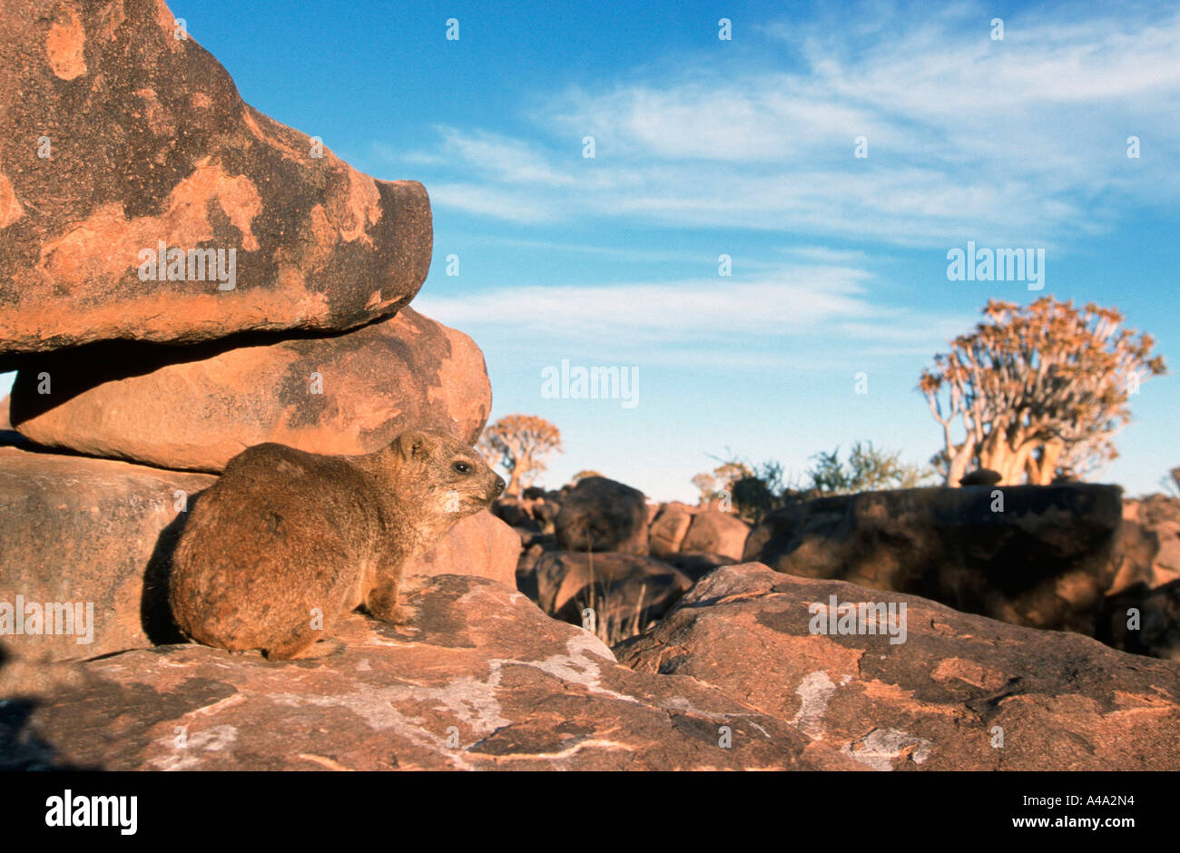 Common Rock Hyrax Stock Photo - Alamy