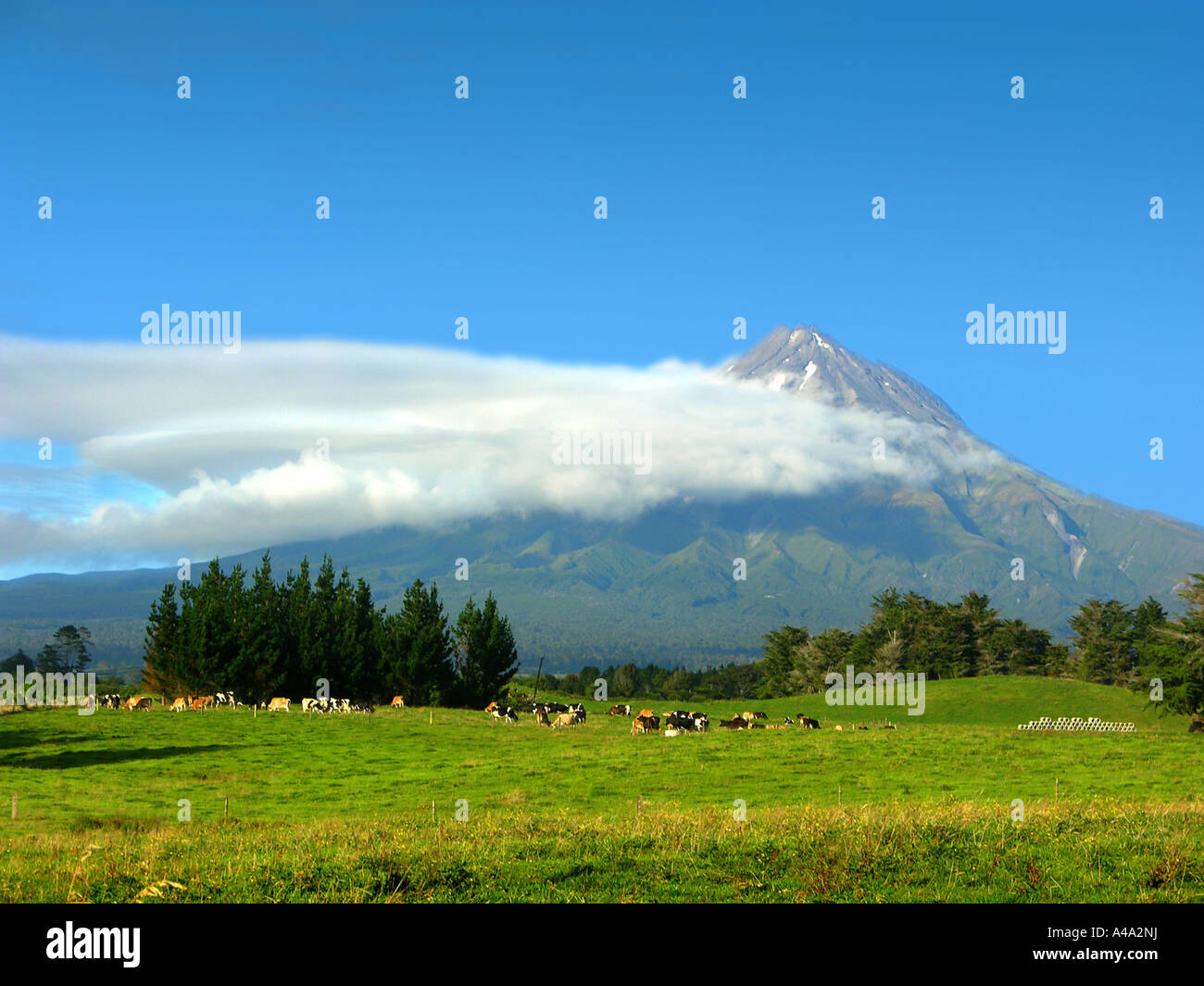 Taranaki new zealand dairy cows hi-res stock photography and images - Alamy