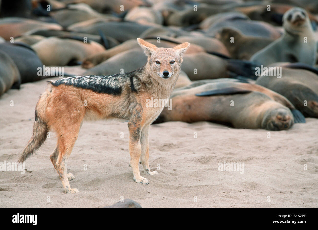 Black backed jackal arctocephalus pusillus hi-res stock photography and ...