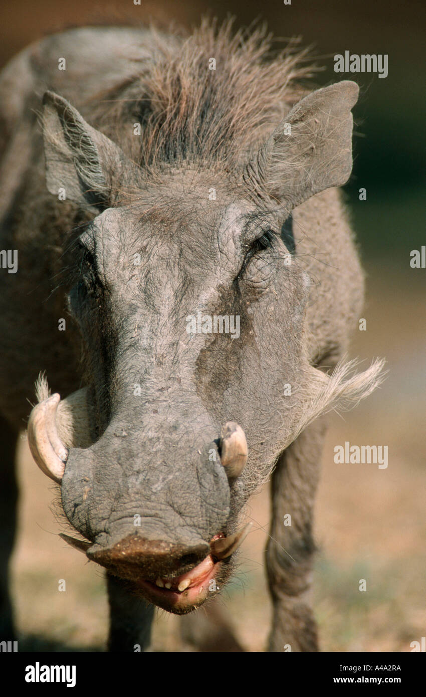 Hog from hi-res stock photography and images - Alamy
