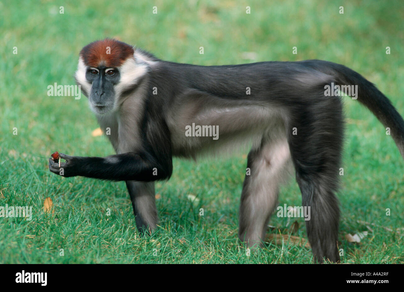 Red-capped Mangabey / Cherry-crowned Mangabey Stock Photo - Alamy