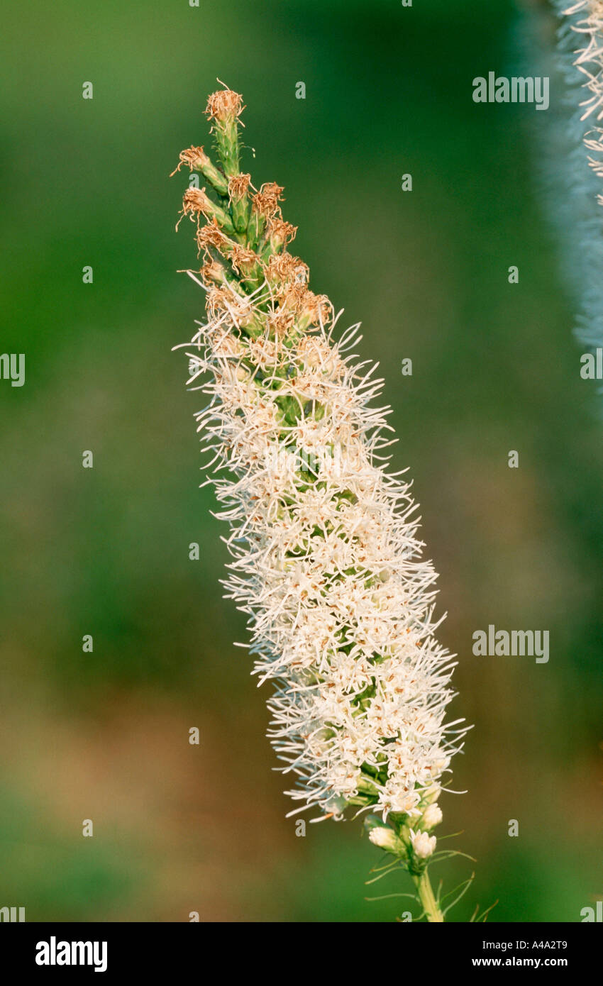 Black cohosh cimicifuga racemosa hi-res stock photography and images ...