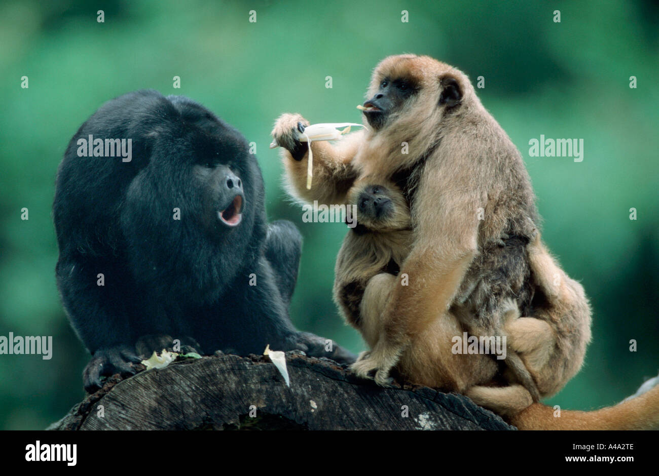 Black Howler Monkey Stock Photo - Alamy
