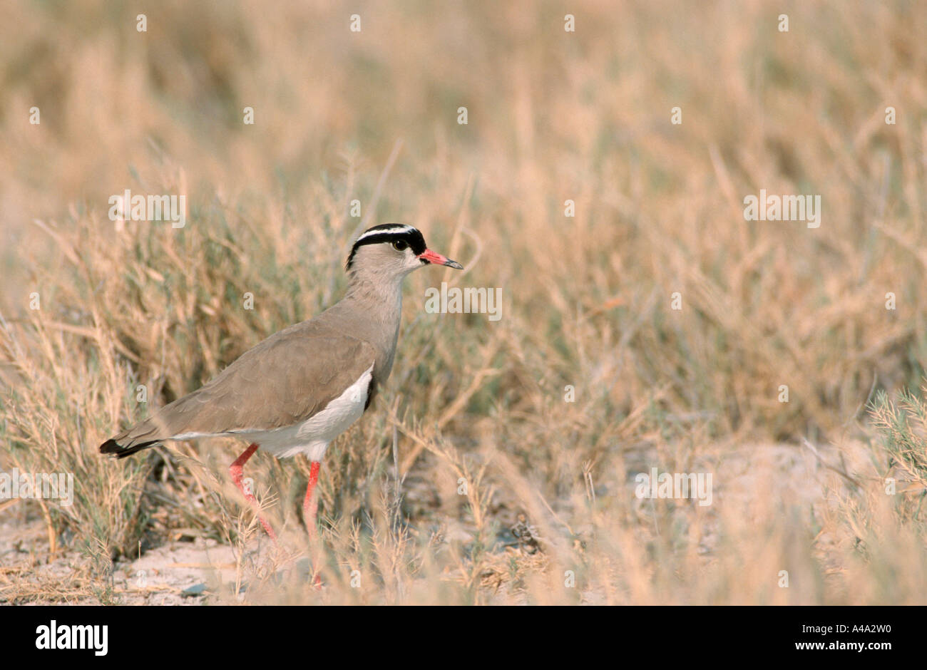 Crowned plover standing hi-res stock photography and images - Alamy