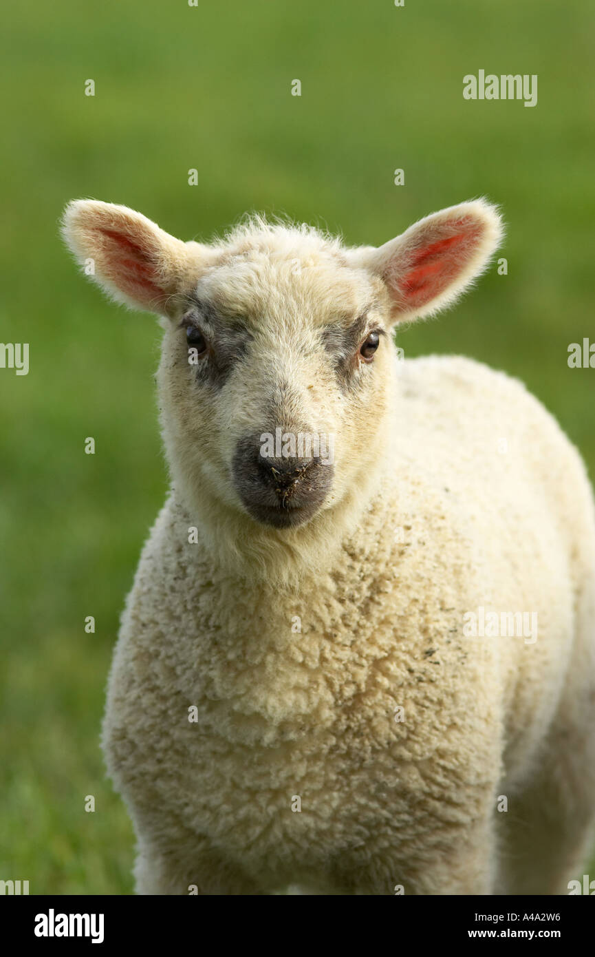 Single Lamb sheep standing in field Stock Photo - Alamy