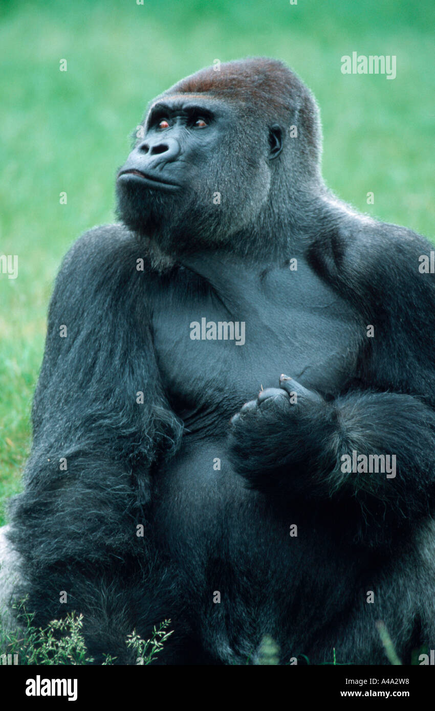 Gorilla sitting upright hi-res stock photography and images - Alamy