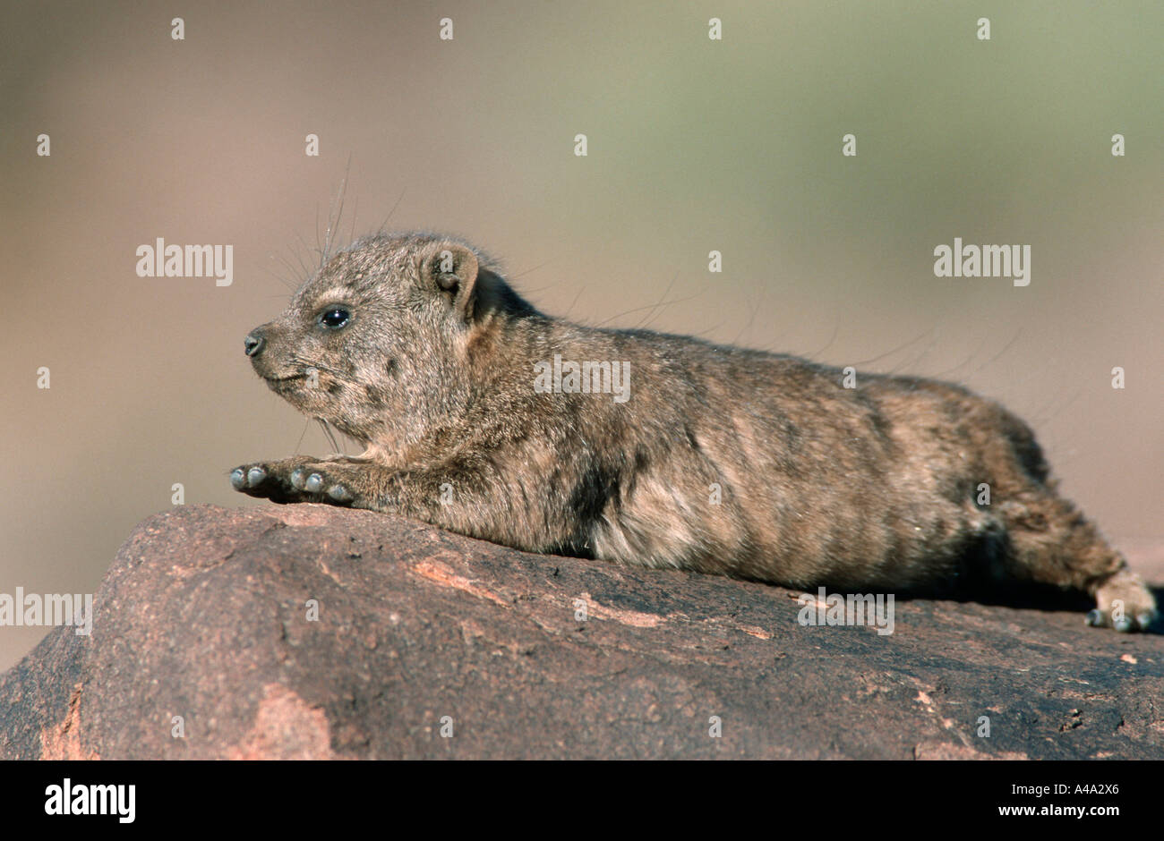 Common Rock Hyrax Stock Photo - Alamy