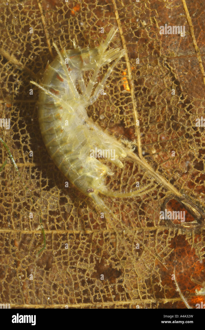 Gammarus roeseli hi-res stock photography and images - Alamy