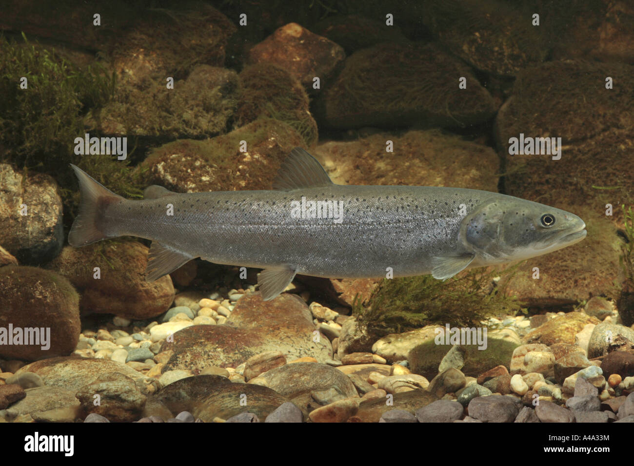 Danube salmon, huchen (Hucho hucho), male, Germany, Bavaria Stock Photo ...