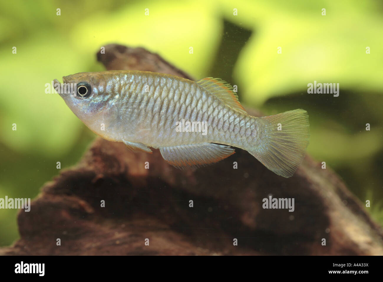 Lampeyes hi-res stock photography and images - Alamy