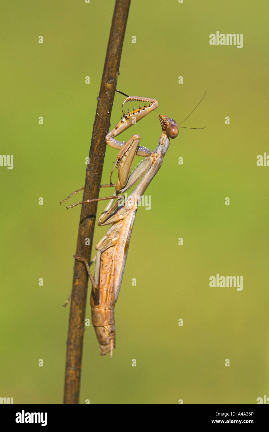 European preying mantis (Mantis religiosa), portrait, female, Greece ...