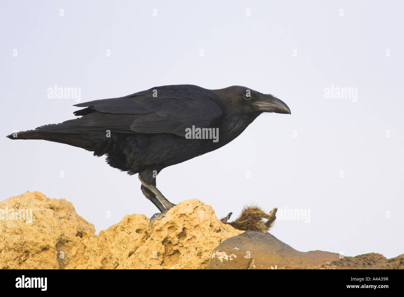 common raven (Corvus corax), raven with prey, Spain, Fuerteventura ...