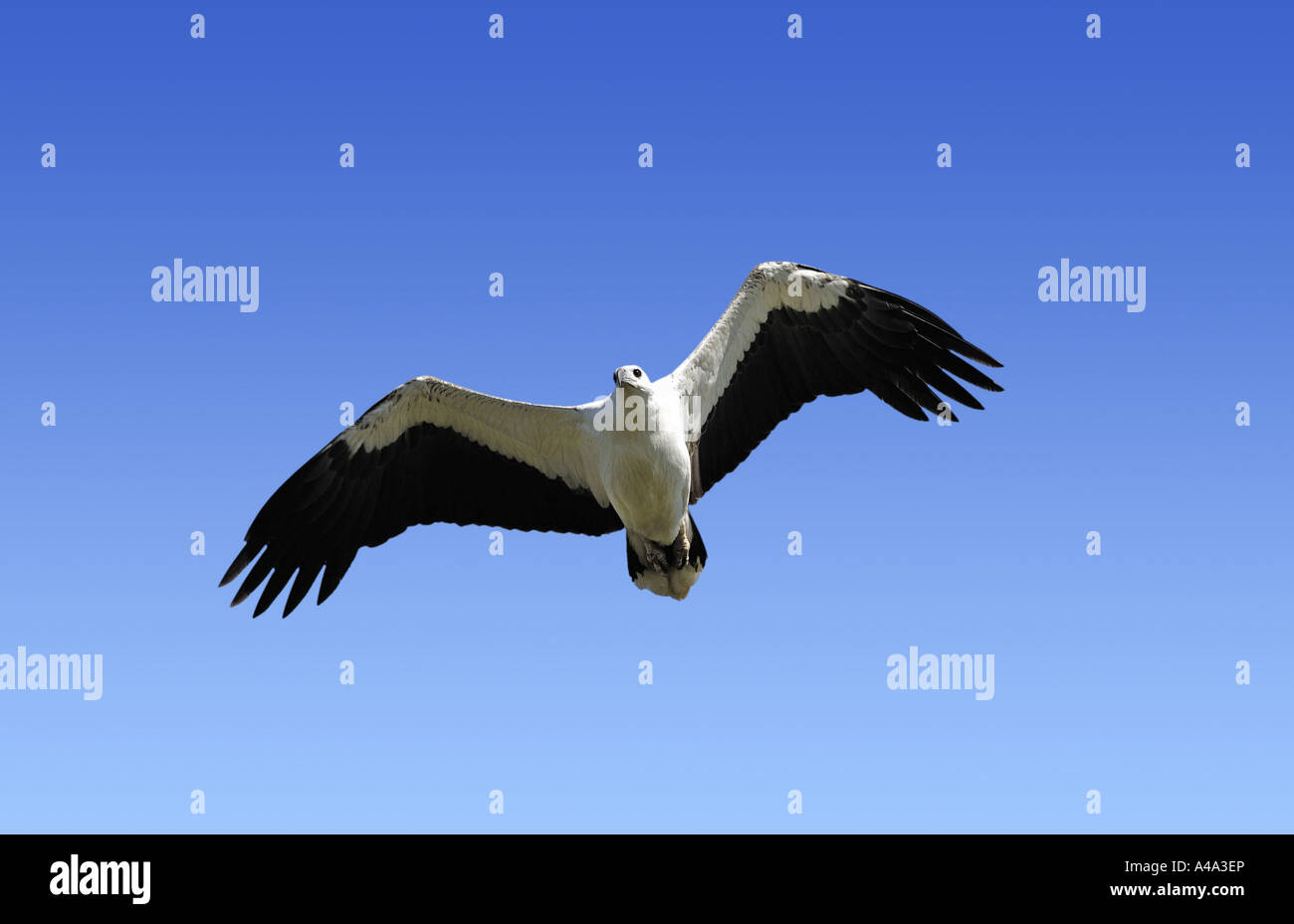 white-bellied sea eagle (Haliaeetus leucogaster), flying, Australia ...