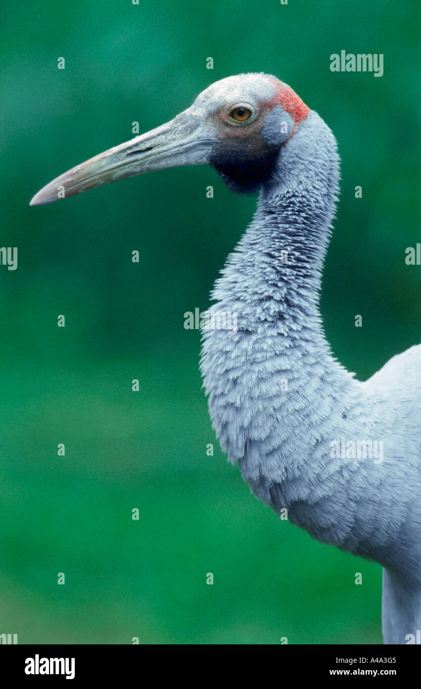 Brolga birds hi-res stock photography and images - Alamy