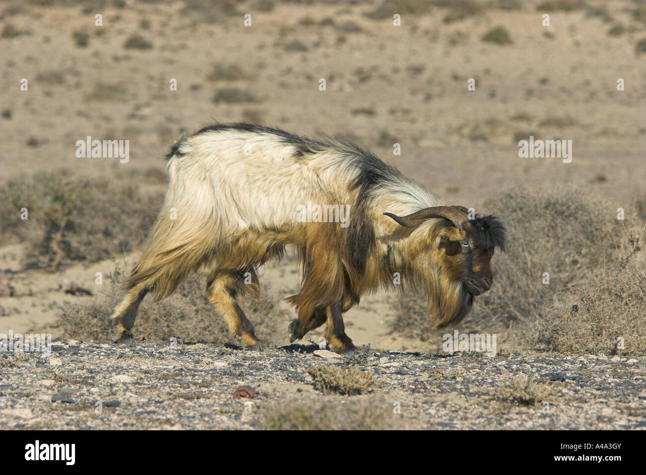 domestic goat (Capra hircus), male, walking in a desert, Spain Stock ...