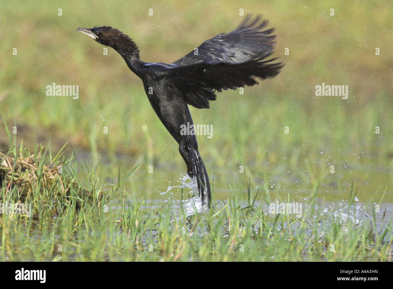 pygmy cormorant (Phalacrocorax pygmeus), flying up, Greece Stock Photo ...