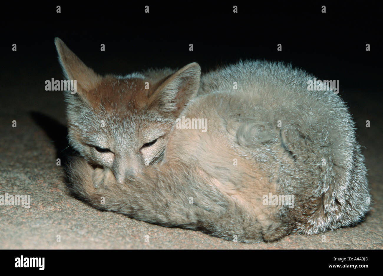 Swift foxes hi-res stock photography and images - Alamy