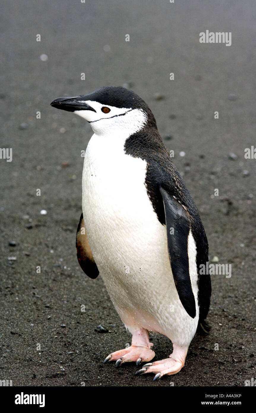 bearded penguin, chinstrap penguin (Pygoscelis antarctica), standing ...