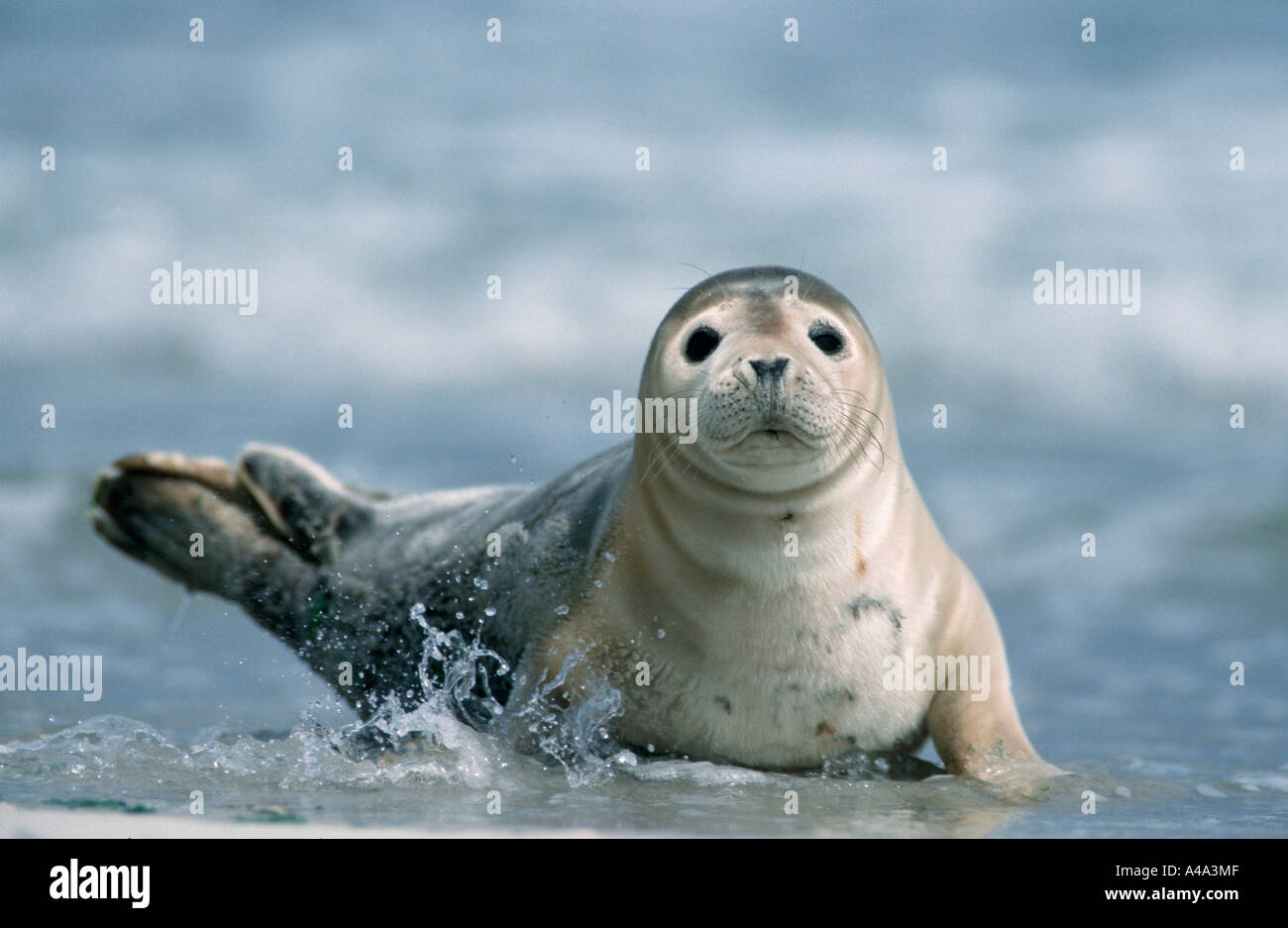 Our seal hi-res stock photography and images - Alamy