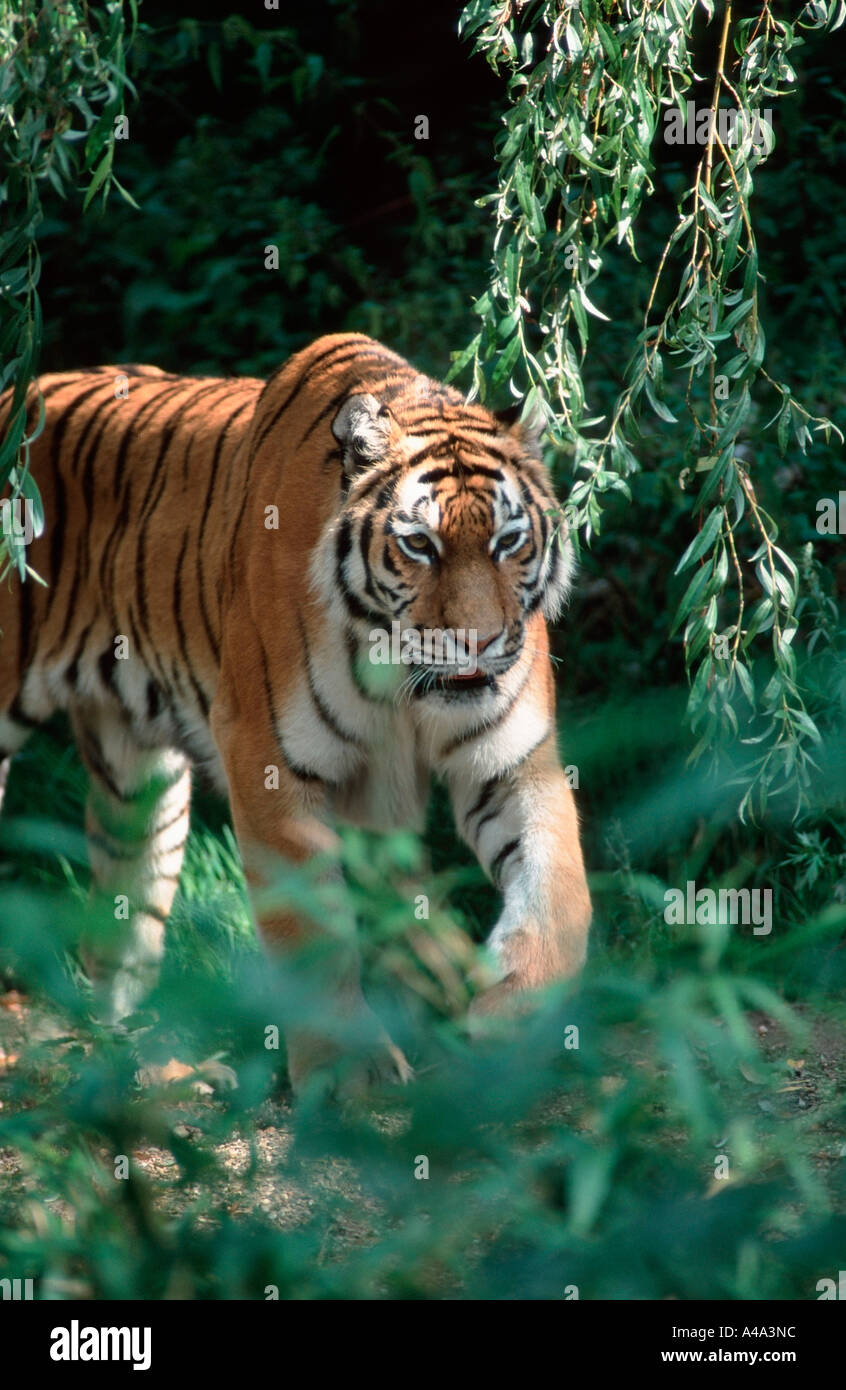 Siberian Tiger / Amurtiger Stock Photo - Alamy