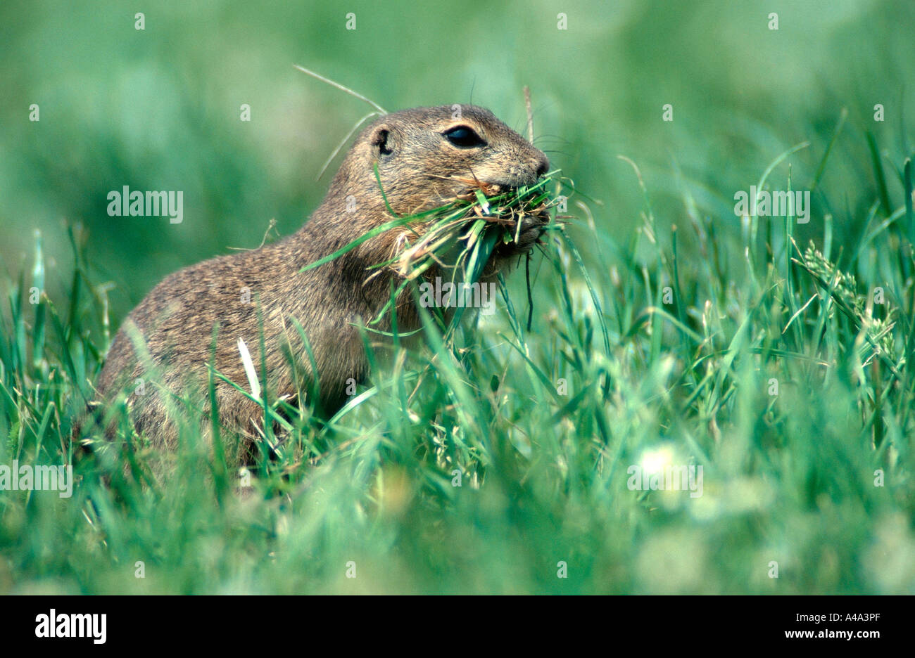 European Suslik / European Ground Squirrel Stock Photo - Alamy