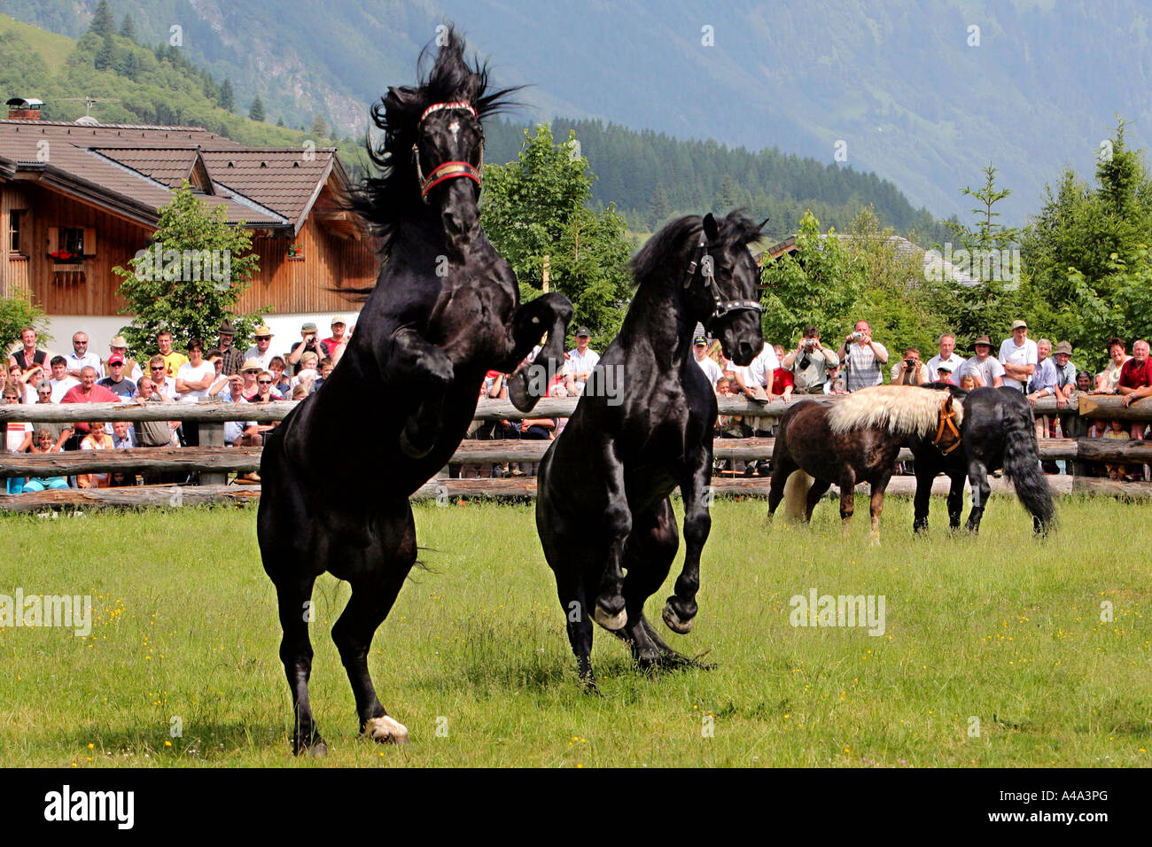 fighting stallions, Rauris Stock Photo - Alamy