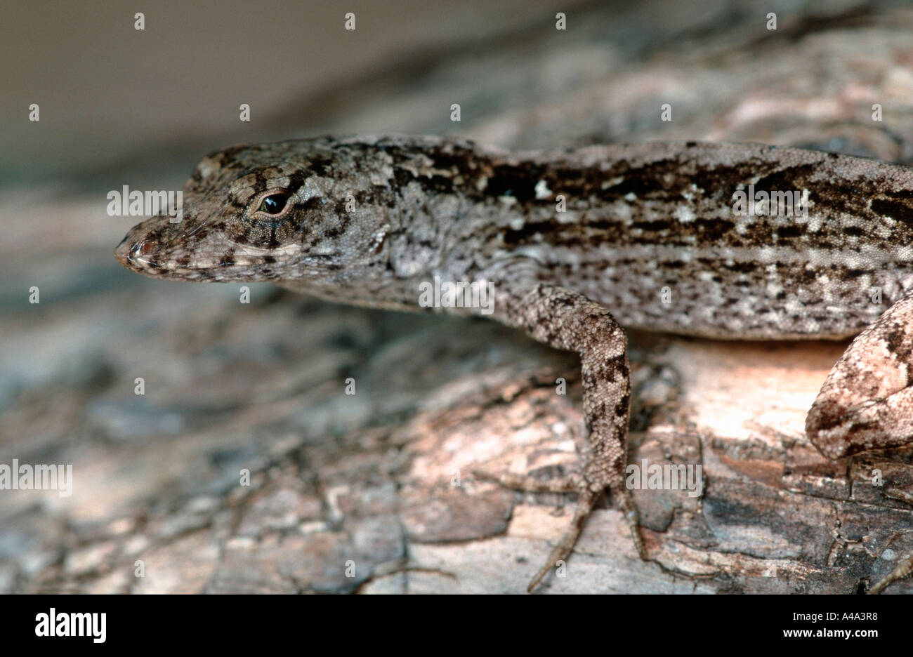 Brown Anole / Cuban Anole Stock Photo - Alamy