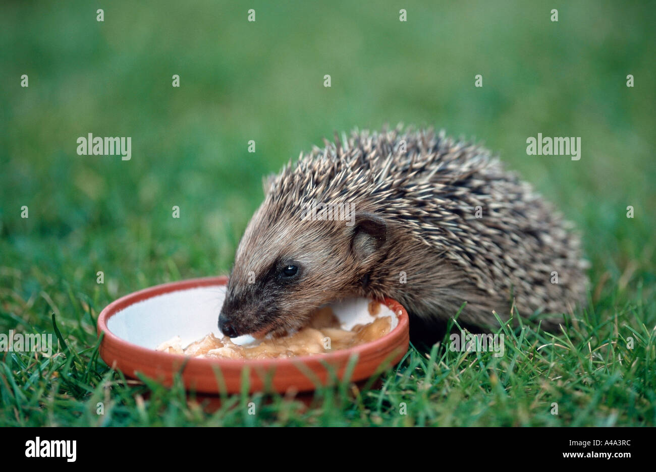Hedgehog eating insect hi-res stock photography and images - Alamy