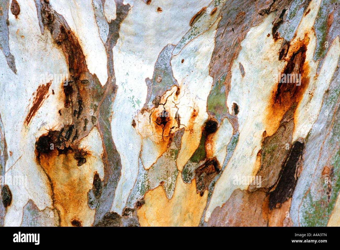 eucalyptus, gum (Eucalyptus spec.), bark Stock Photo - Alamy
