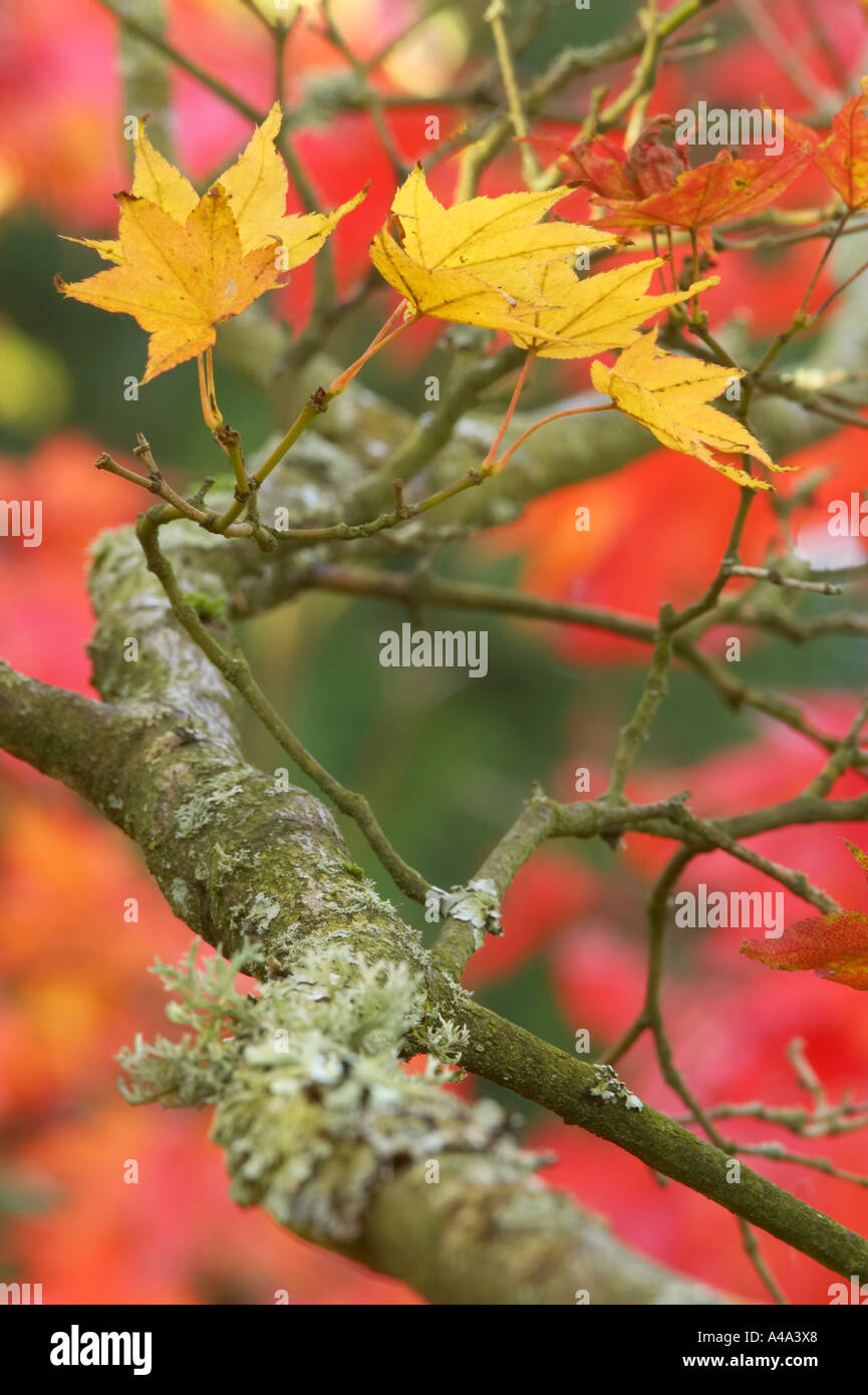 Acer Maple tree branch and leaves with red background Stock Photo - Alamy