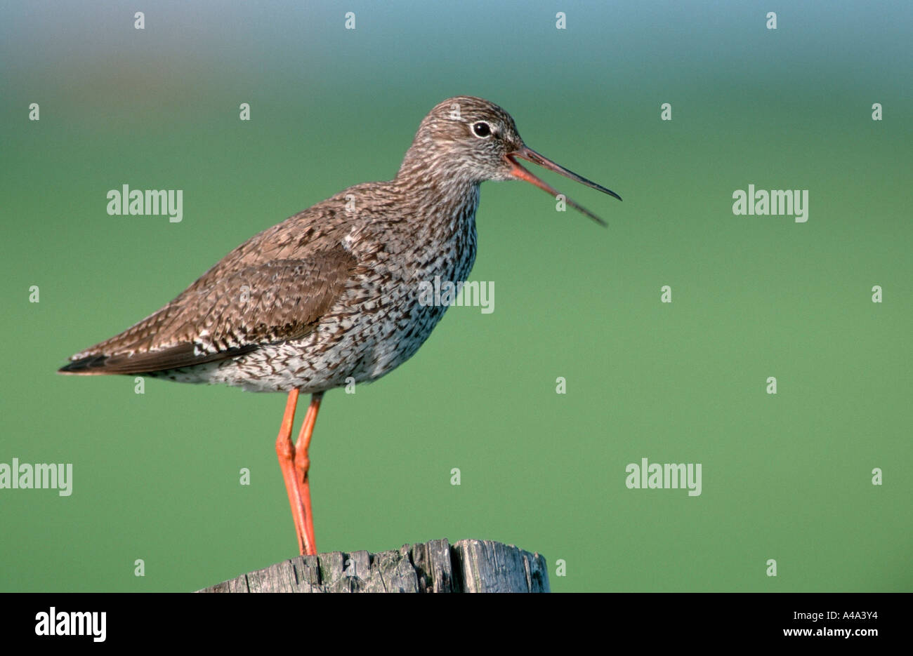Common common redshank hi-res stock photography and images - Alamy