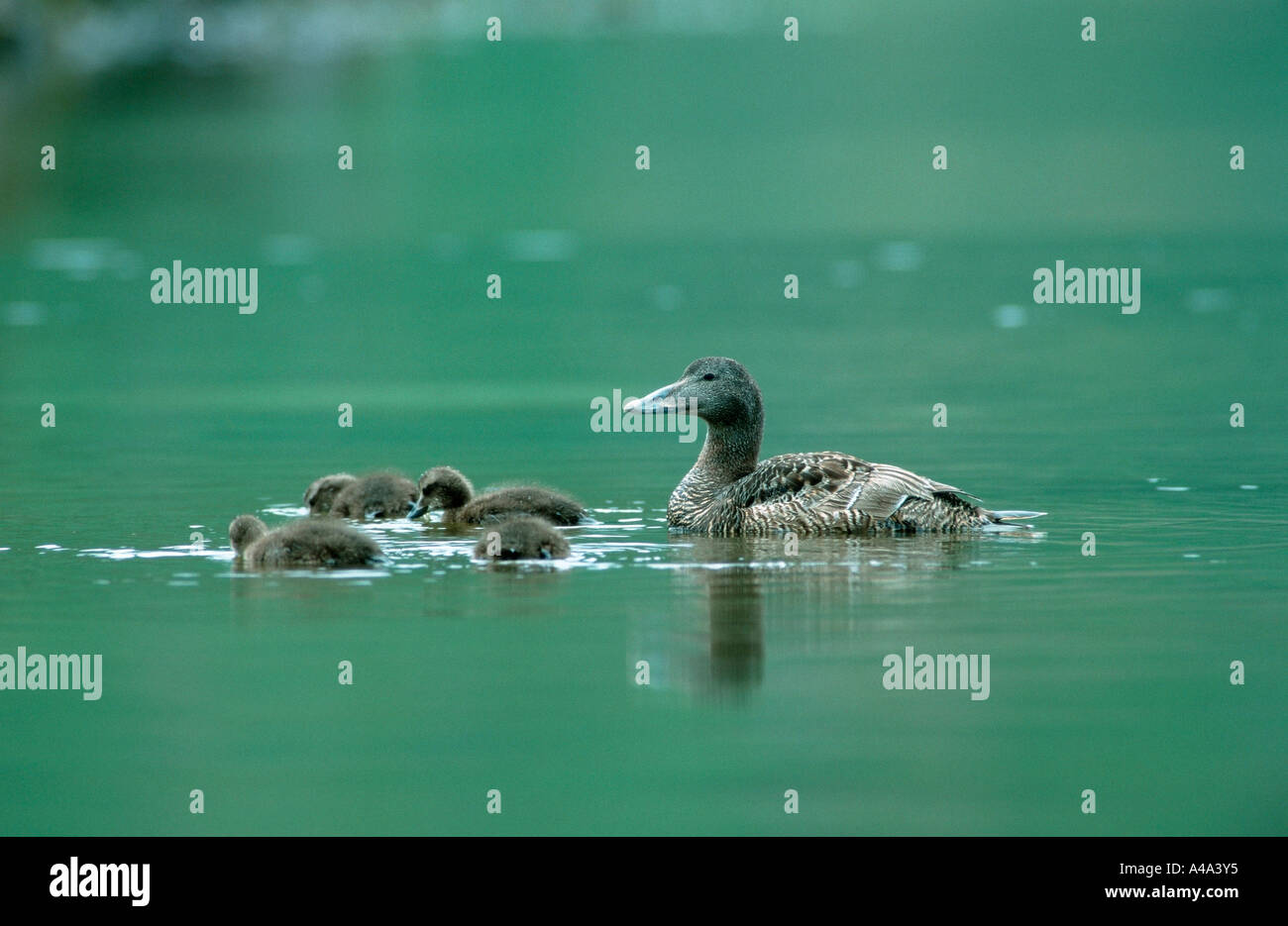 Eider family hi-res stock photography and images - Alamy