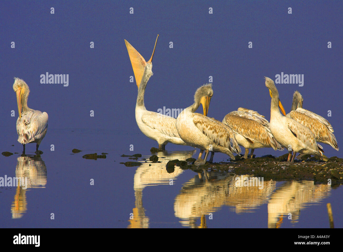 Pelican yawning hi-res stock photography and images - Alamy