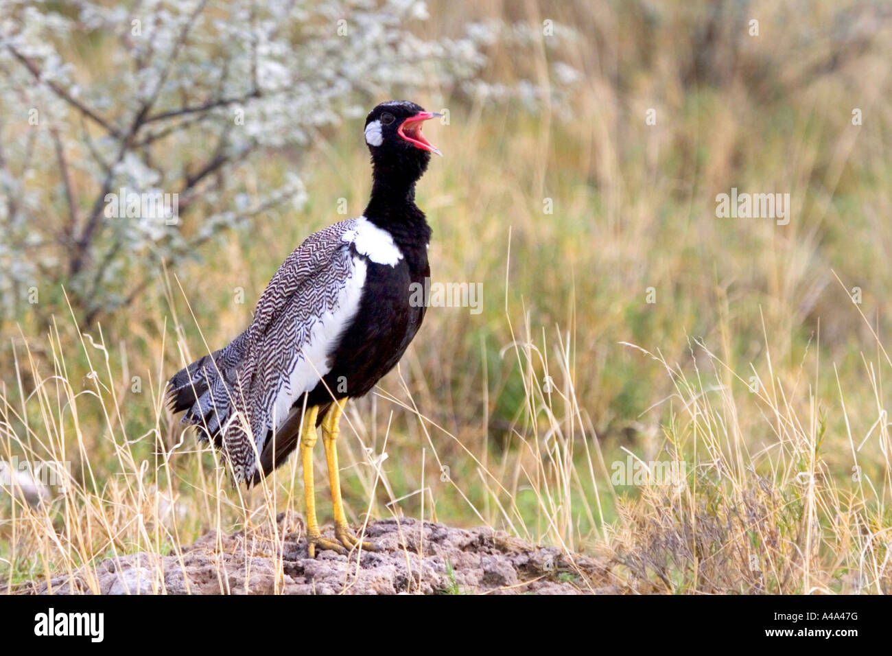 Southern black bustards hi-res stock photography and images - Alamy