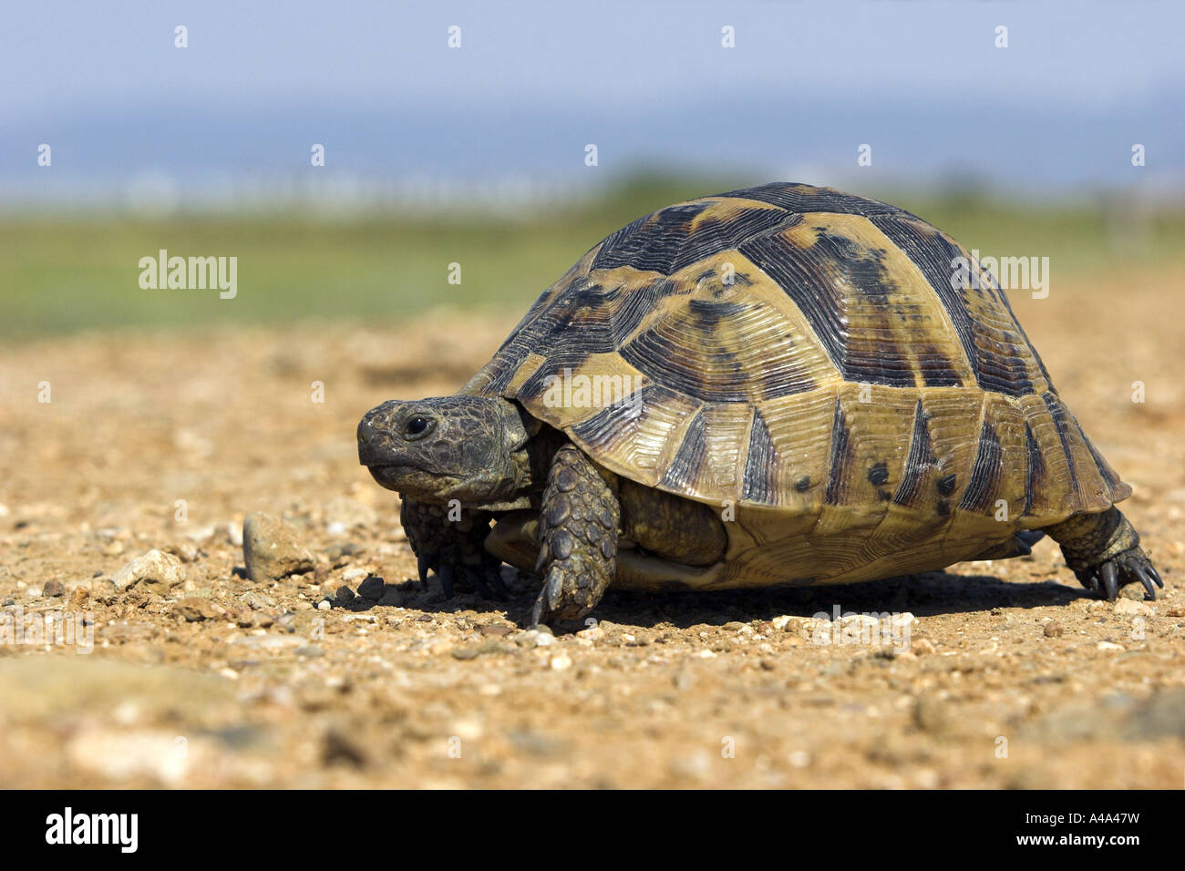 spur-thighed tortoise, Mediterranean spur-thighed tortoise, common ...