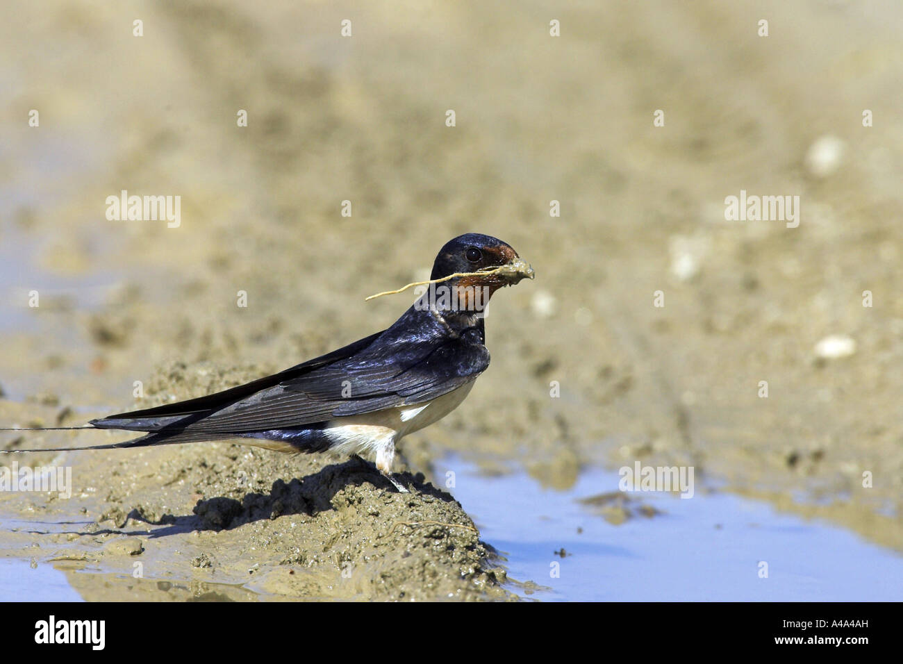 barn swallow (Hirundo rustica), collecting nesting material at a puddle ...