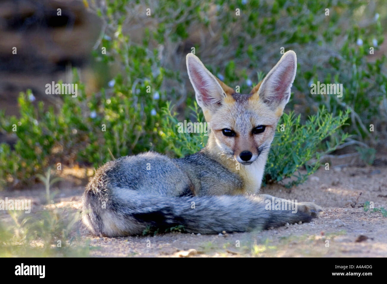 bat-eared fox (Otocyon megalotis), lying, Namibia Stock Photo - Alamy