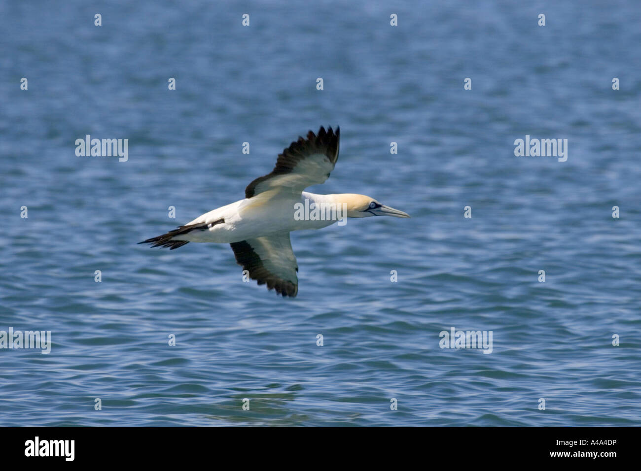 Cape gannet (Morus capensis), flying, Namibia Stock Photo - Alamy