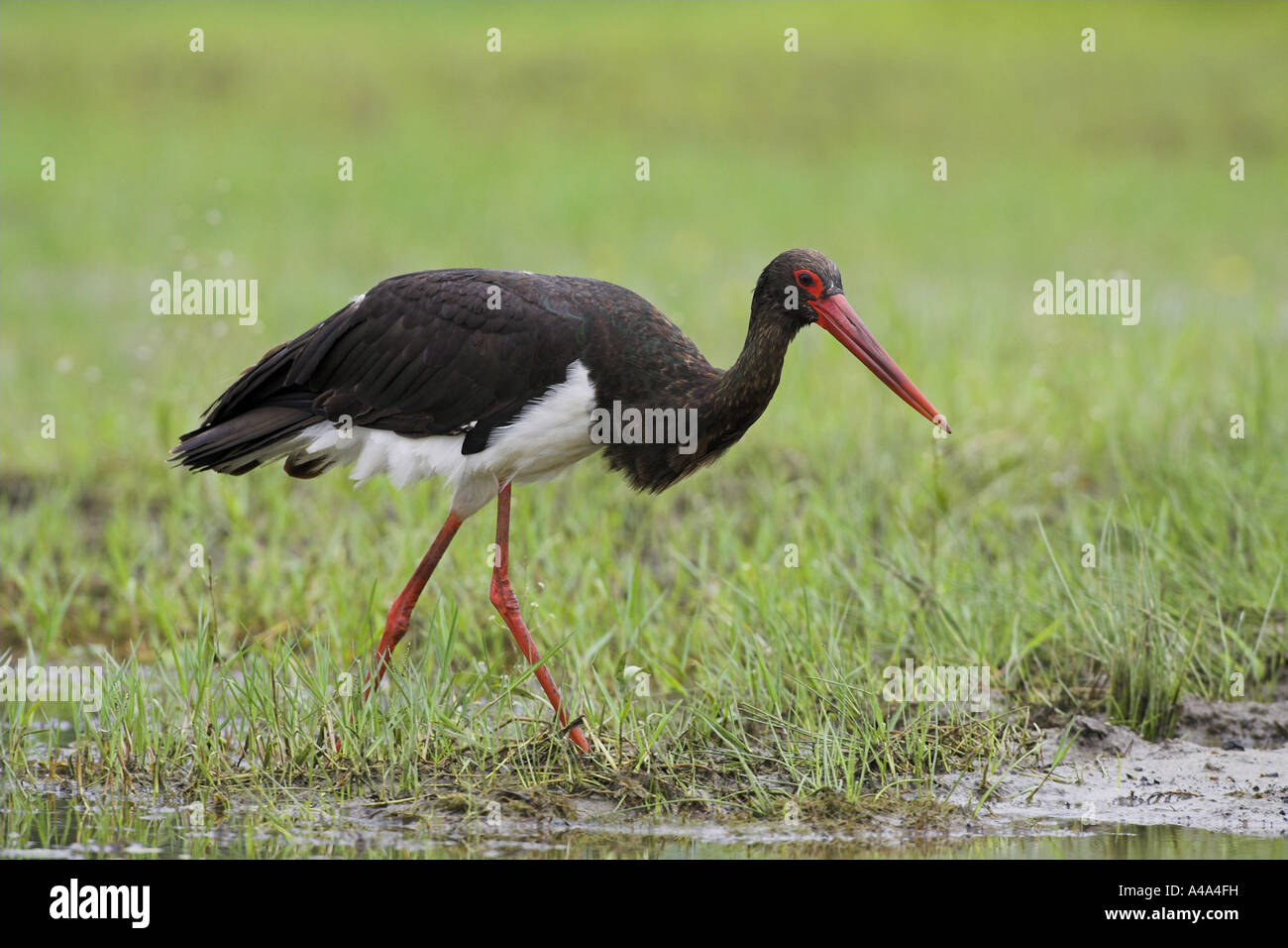 Walking trough water hi-res stock photography and images - Alamy