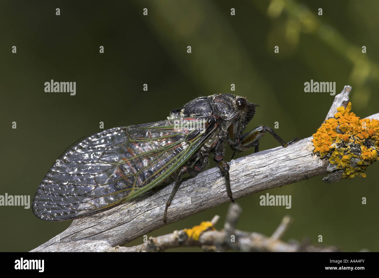 cicadas (Tibicien plebejus, Cicadidae), portrait, Greece, Macedonia ...