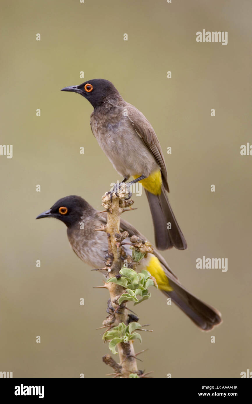 red-eyed bulbul (Pycnonotus nigricans), two individuals sitting ...